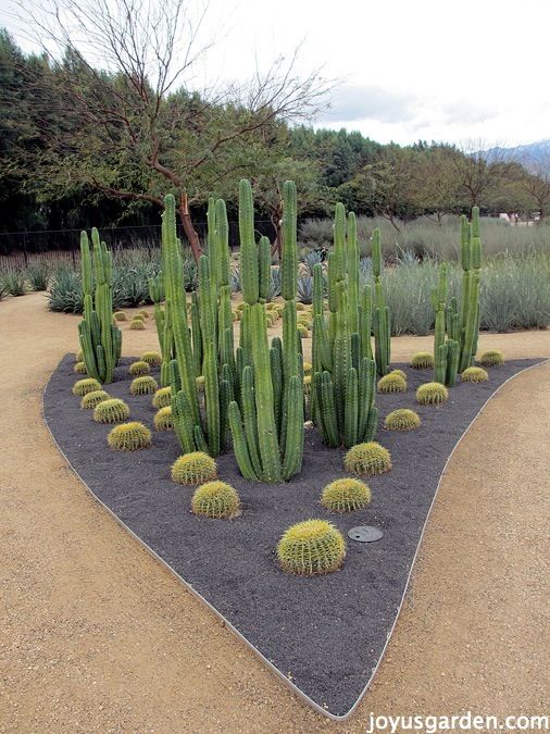 23 Palm Springs Cactus Garden Ideas To Consider | SharonSable