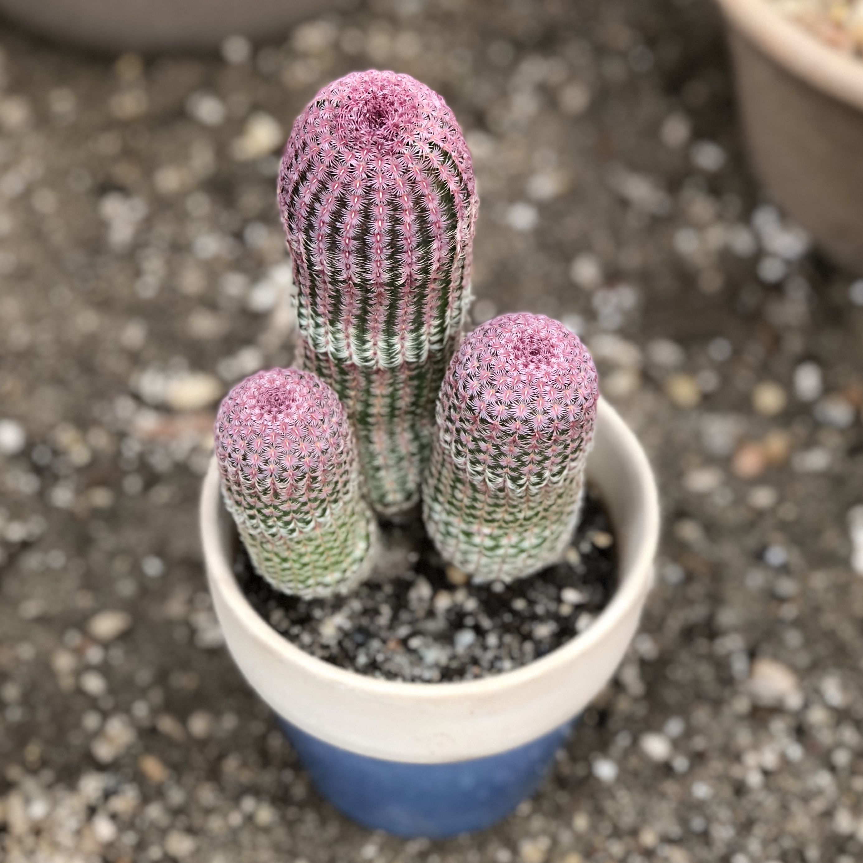 23 Palm Springs Cactus Garden Ideas To Consider | SharonSable