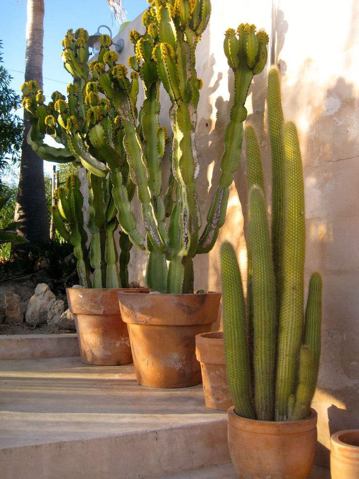 23 Palm Springs Cactus Garden Ideas To Consider | SharonSable
