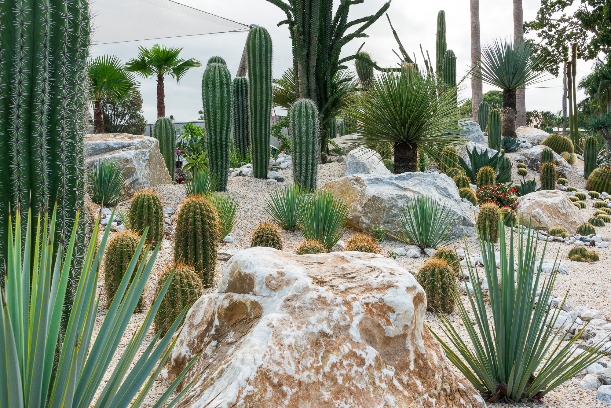 23 Palm Springs Cactus Garden Ideas To Consider | SharonSable