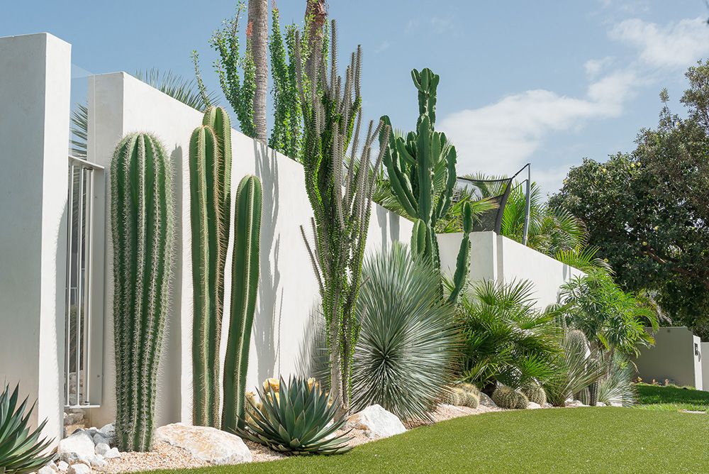 23 Palm Springs Cactus Garden Ideas To Consider | SharonSable