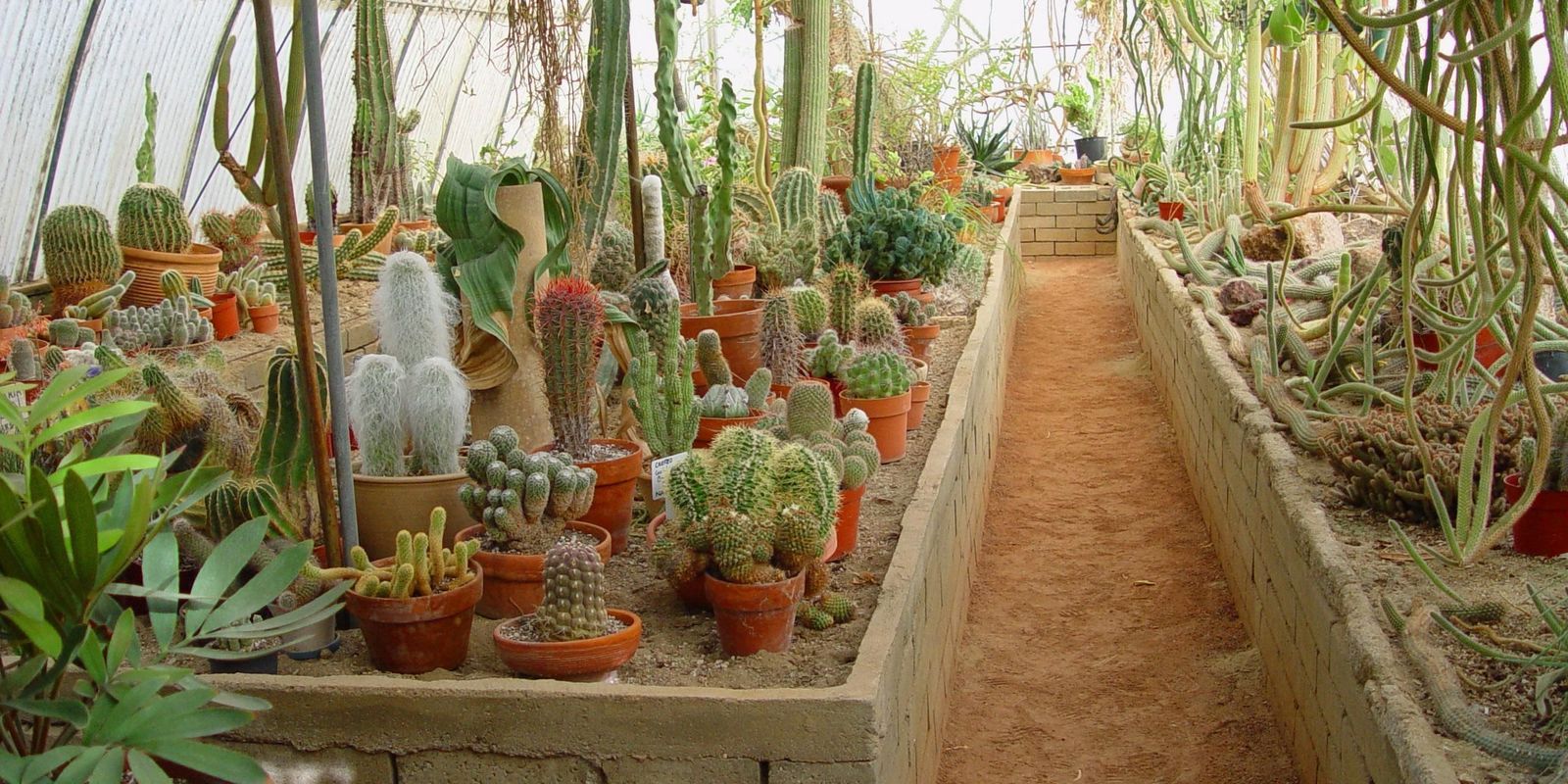 23 Palm Springs Cactus Garden Ideas To Consider | SharonSable