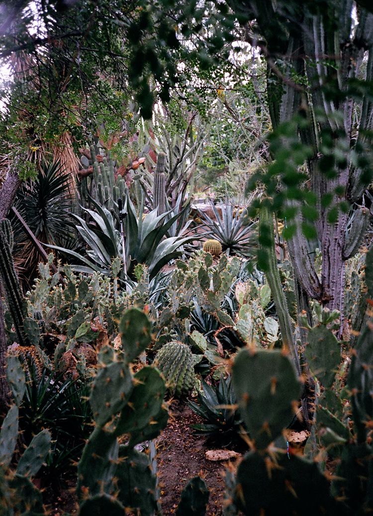 23 Palm Springs Cactus Garden Ideas To Consider | SharonSable