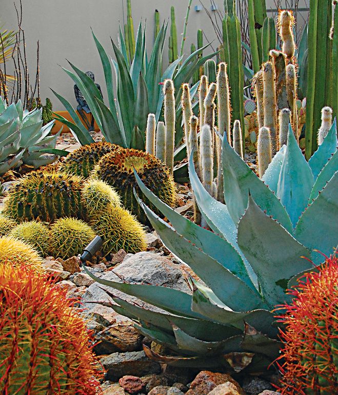 23 Palm Springs Cactus Garden Ideas To Consider | SharonSable