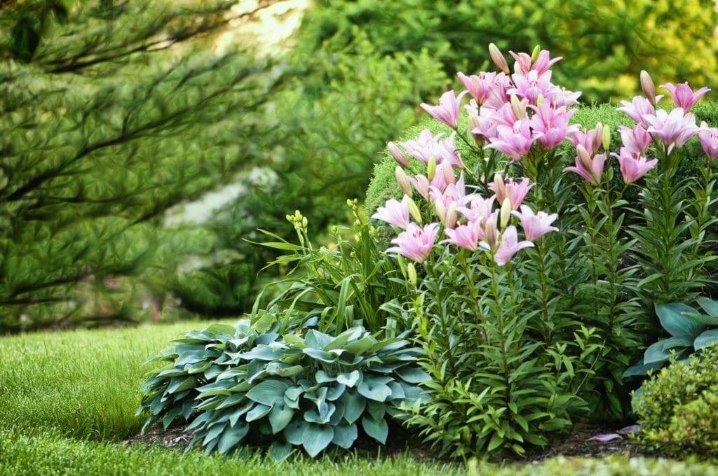 20 Garden Ground Cover Ideas To Try This Year | SharonSable