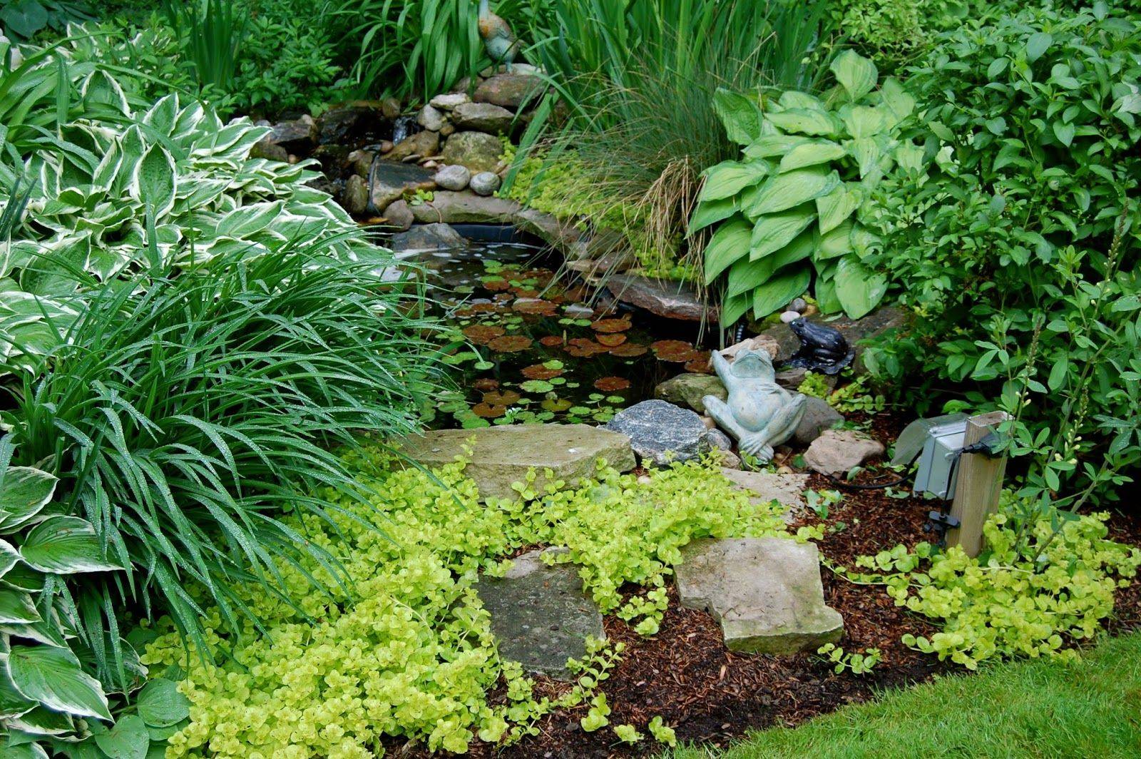 20 Garden Ground Cover Ideas To Try This Year | SharonSable
