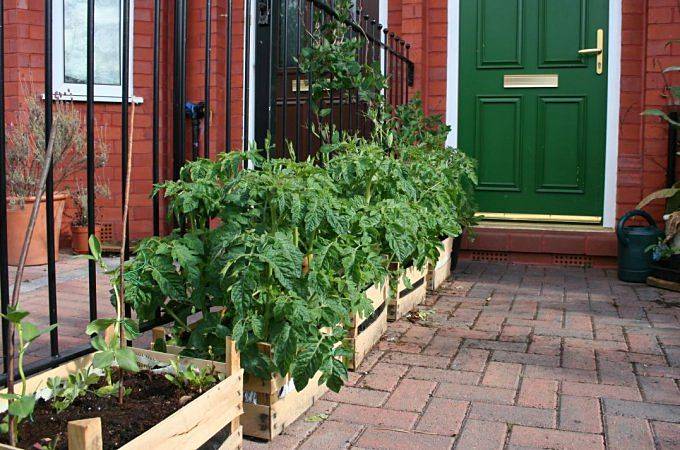 17 Prepper Garden Ideas For This Year | SharonSable