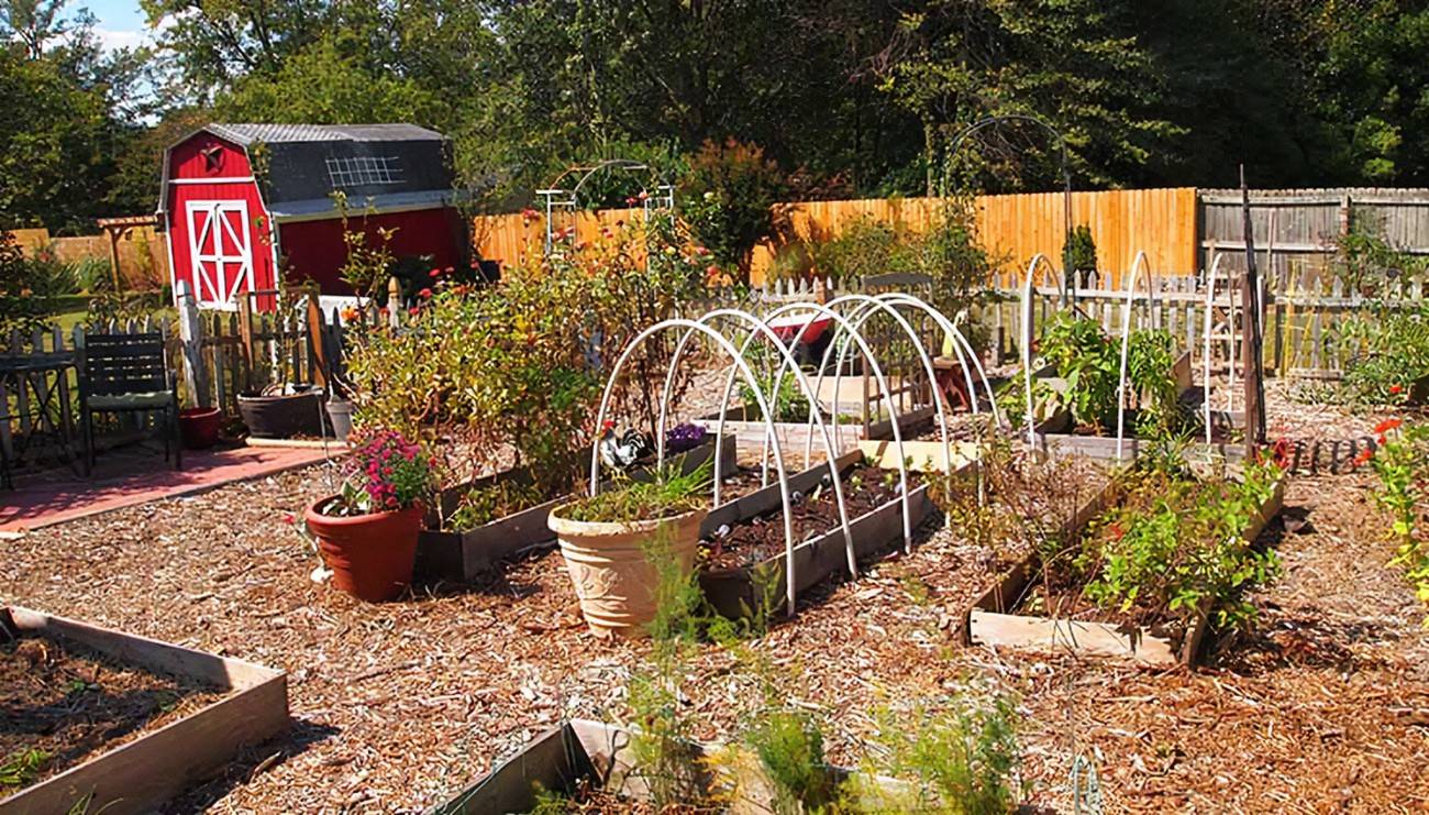 17 Prepper Garden Ideas For This Year | SharonSable