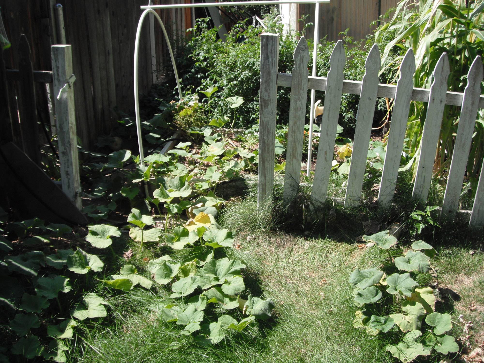 17 Prepper Garden Ideas For This Year | SharonSable