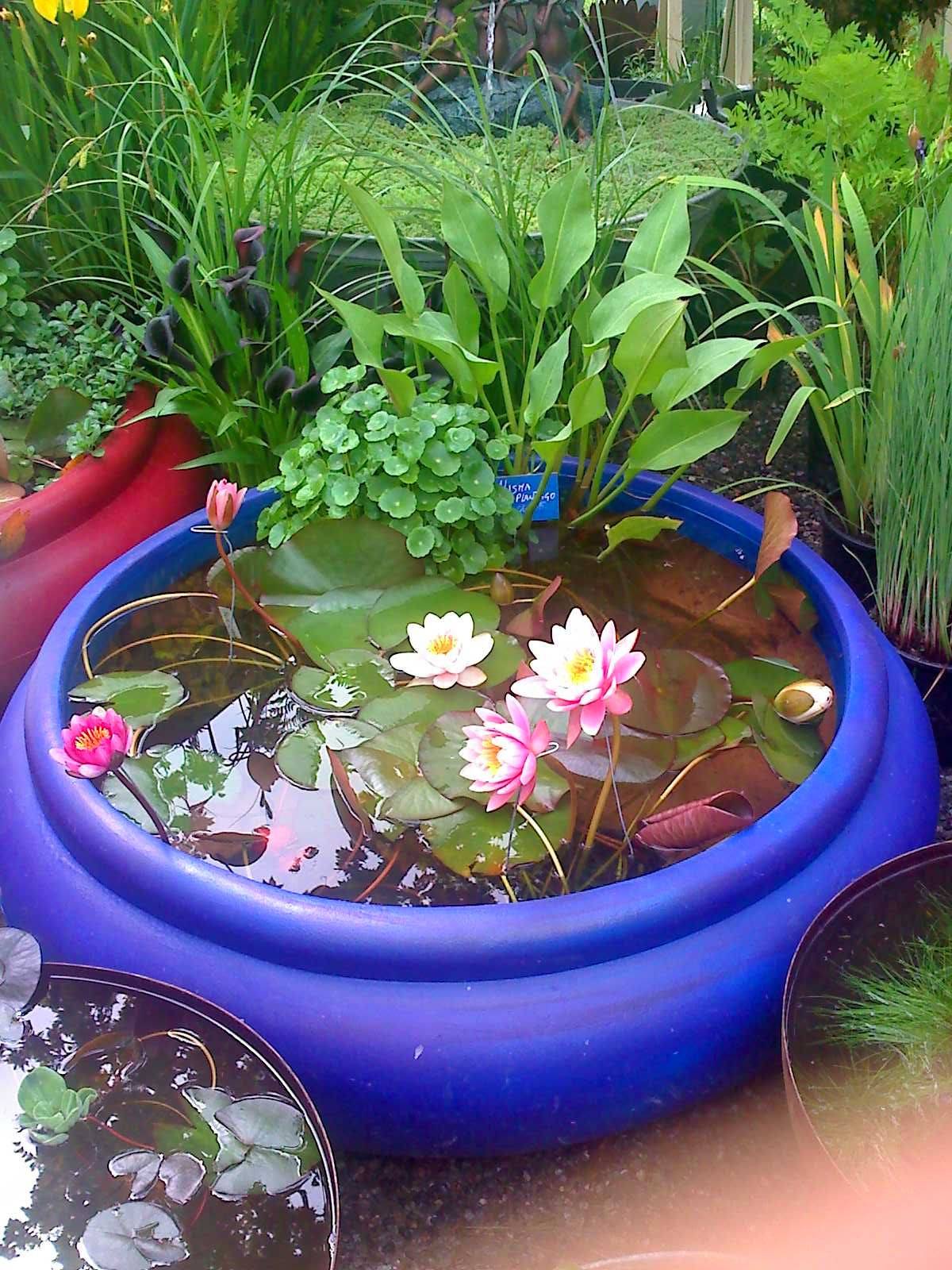20 Small Water Garden Ideas You Gonna Love | SharonSable