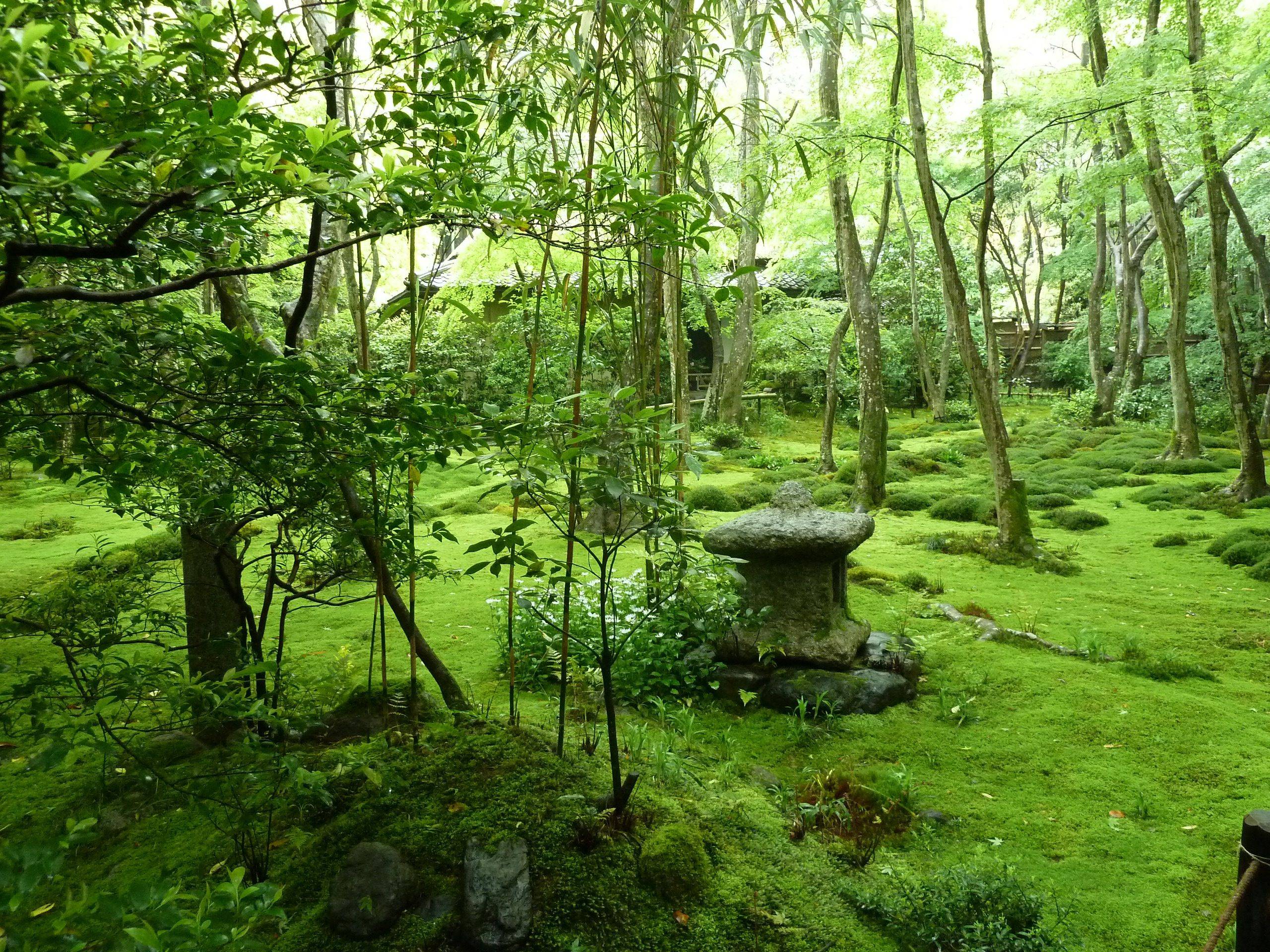 23 Japanese Moss Garden Ideas You Gonna Love | SharonSable