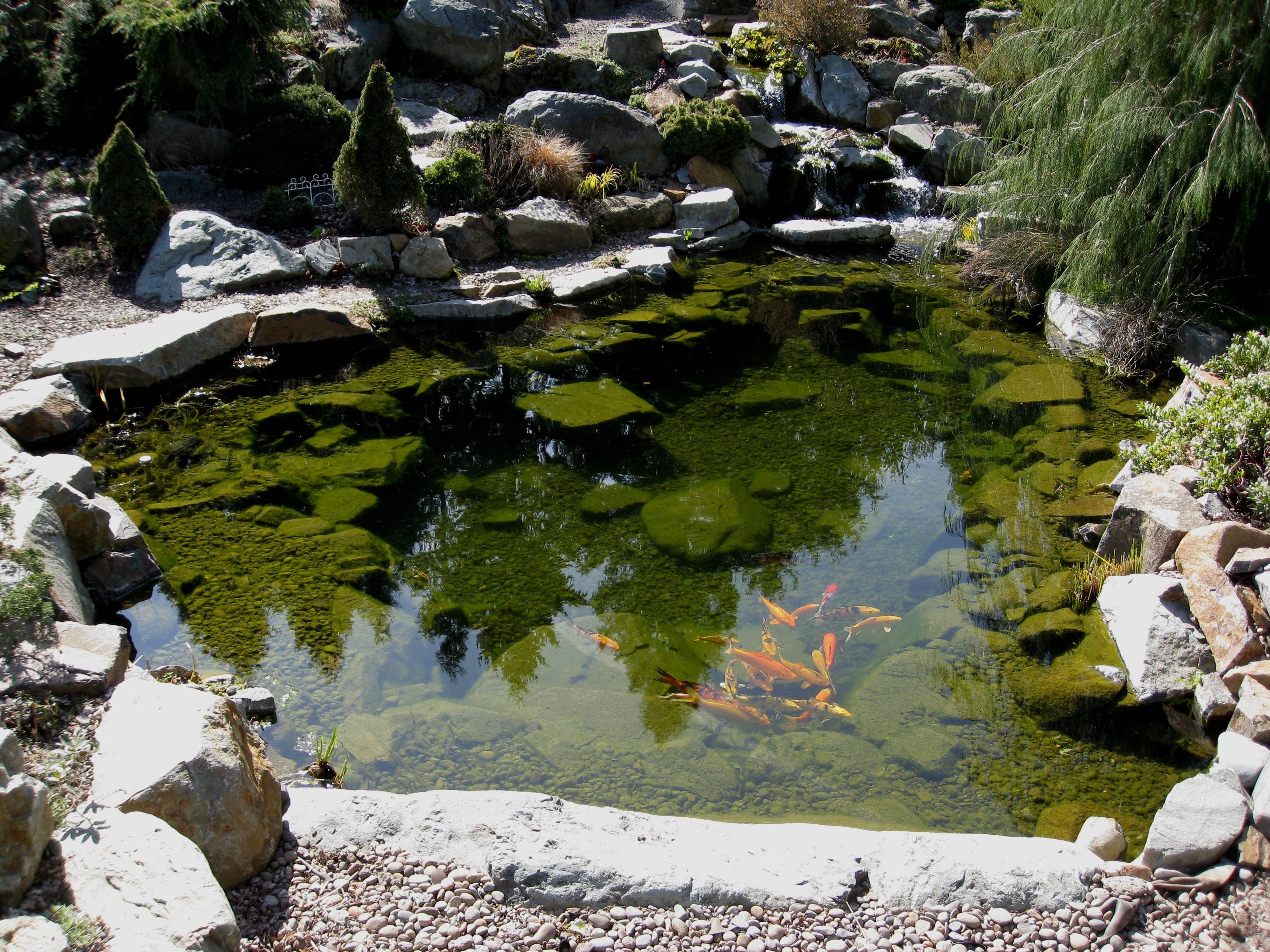 23 Koi Ponds and Garden Ideas To Try This Year | SharonSable