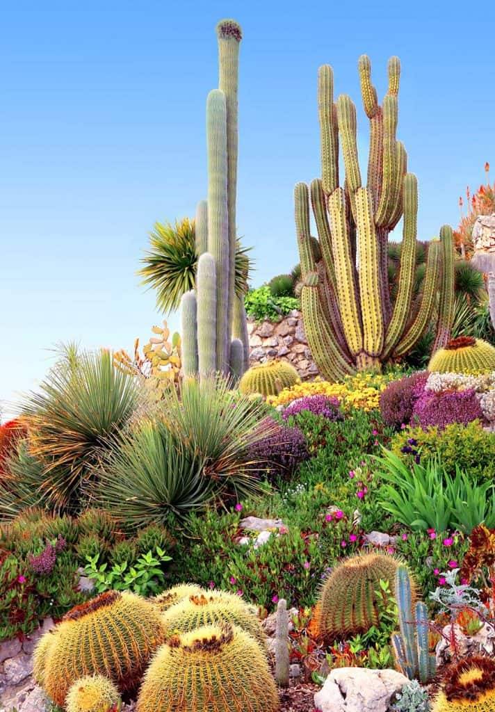13 Cactus Garden Ideas Landscape Worth to Check | SharonSable