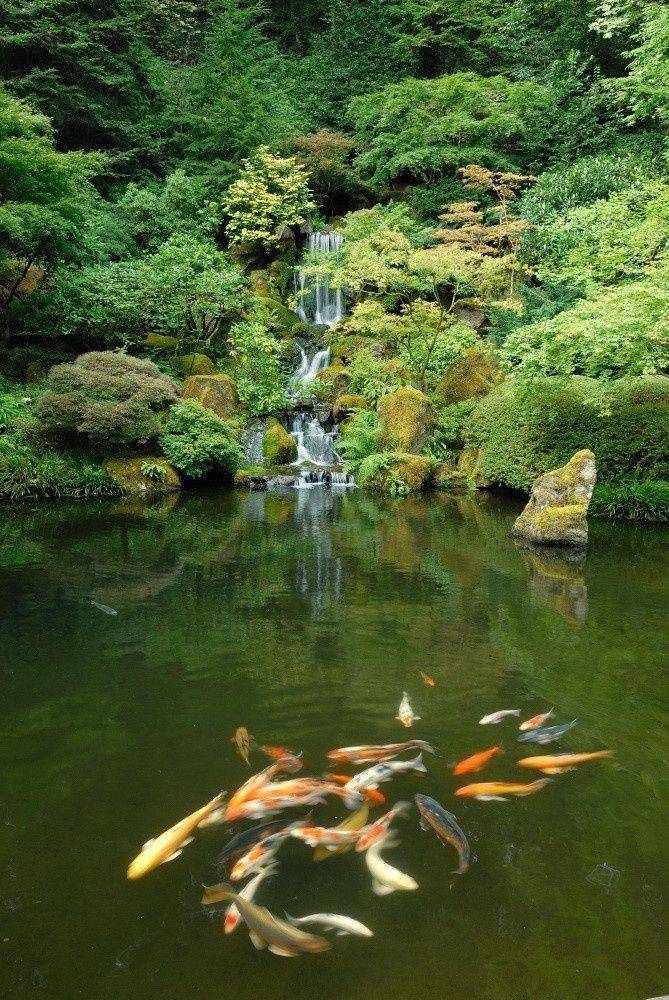 19 Japanese Koi Garden Ideas To Consider | SharonSable