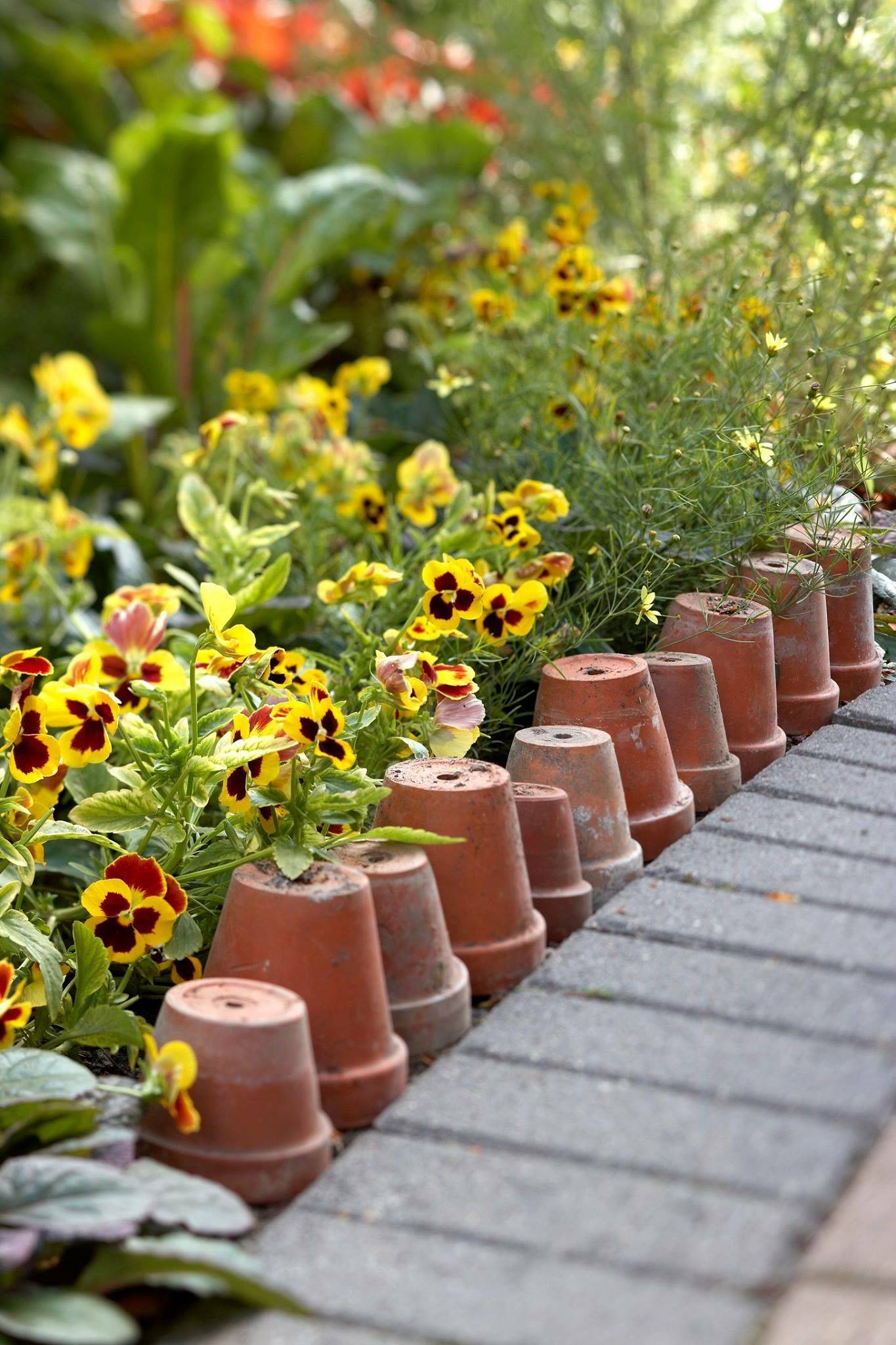 23 Best Garden Border Plants Ideas For This Year | SharonSable