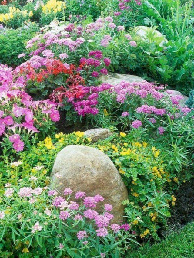 20 Rock Garden Shrubs Ideas Worth a Look | SharonSable