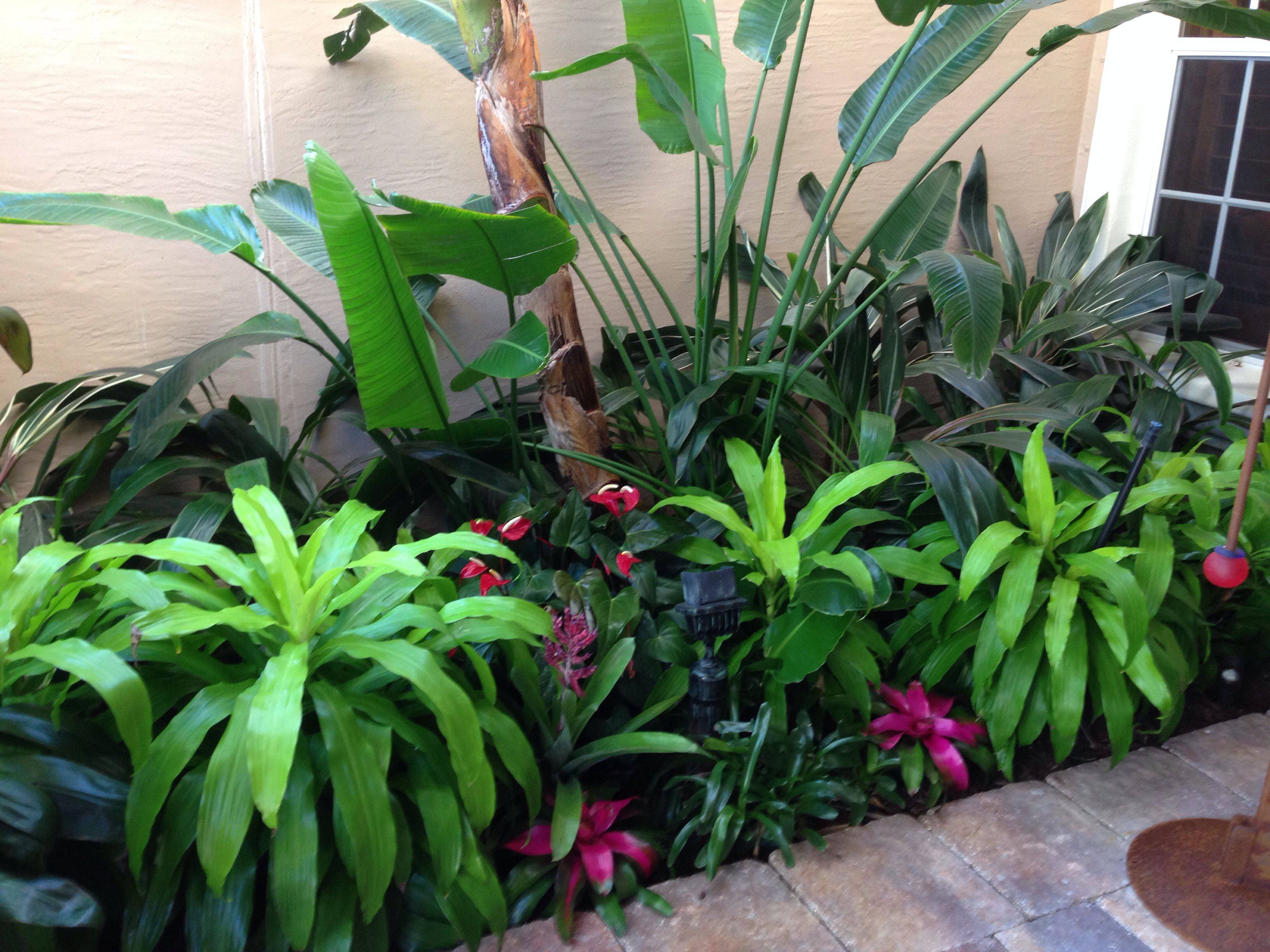 23 Lush Tropical Garden Plants Ideas To Try This Year | SharonSable