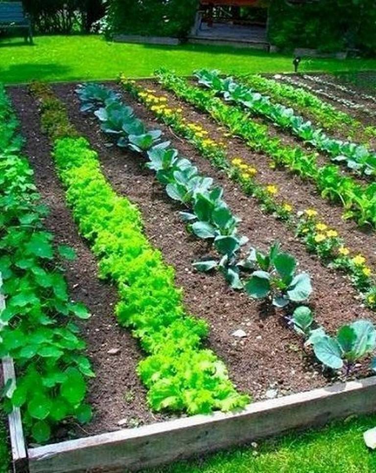 20 Mini Vegetable Garden Ideas You Should Check | SharonSable