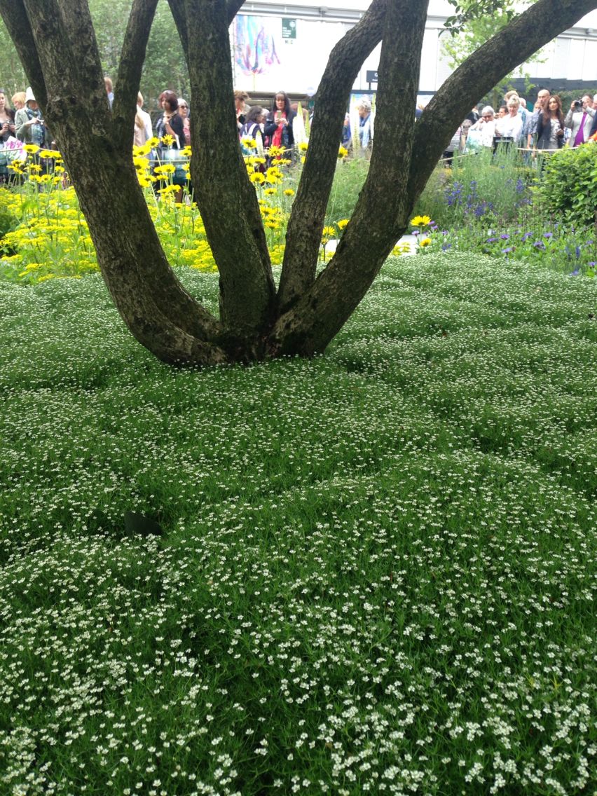 15 Irish Moss Garden Ideas You Cannot Miss | SharonSable