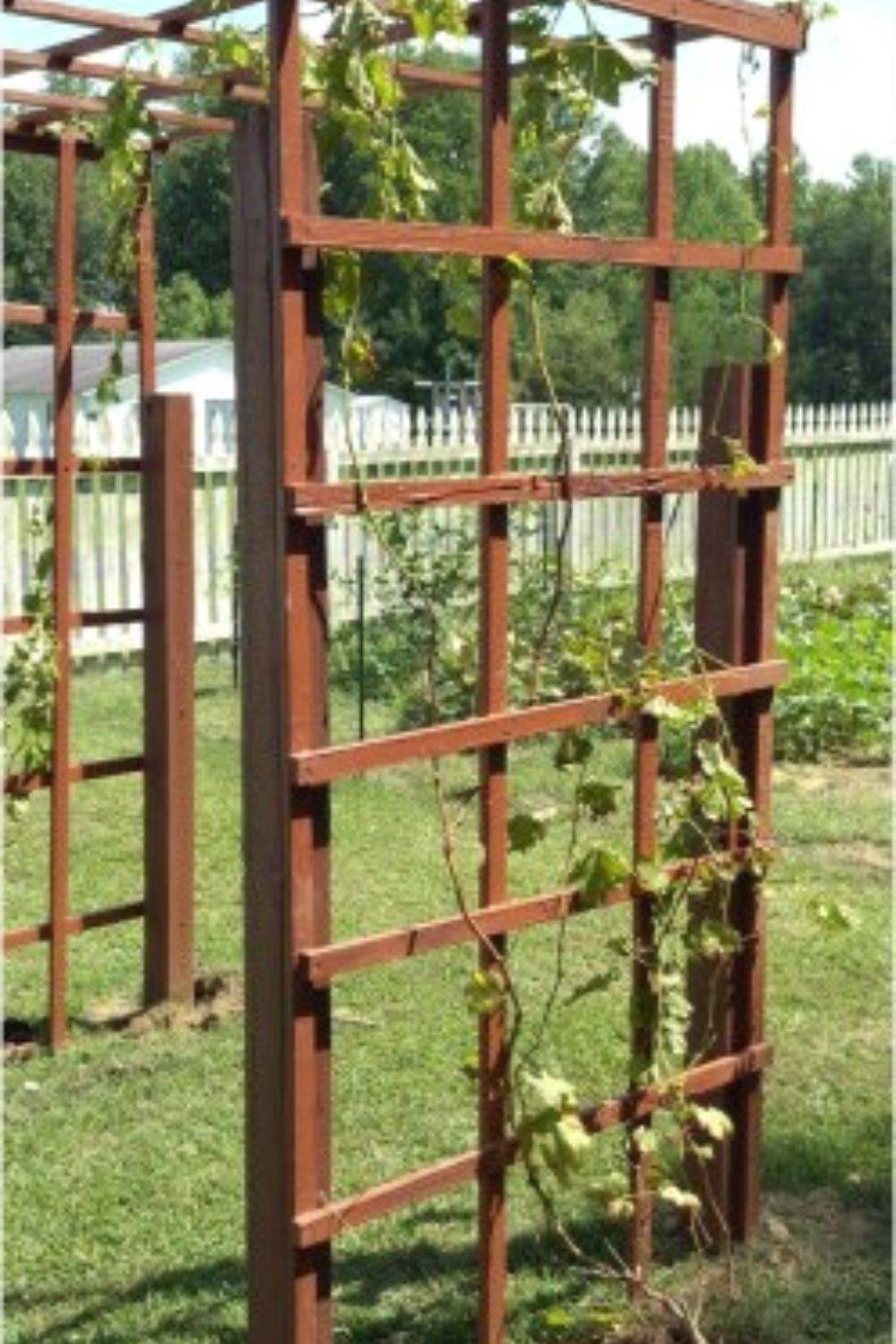 24 Creative Garden Trellis Ideas To Try This Year | SharonSable