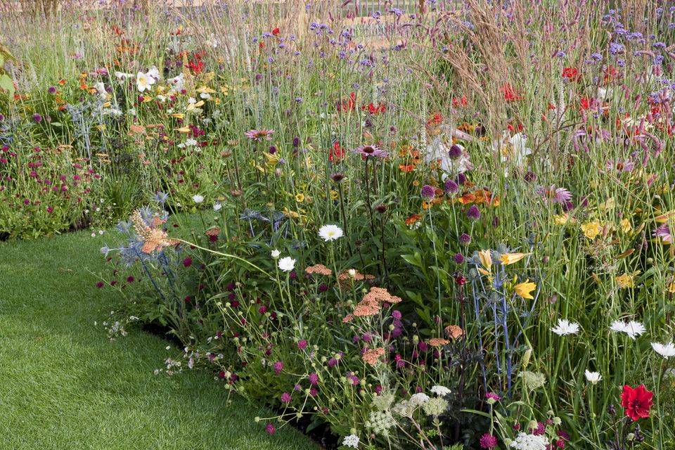 21 Wildflower Border Garden Ideas You Should Look | SharonSable