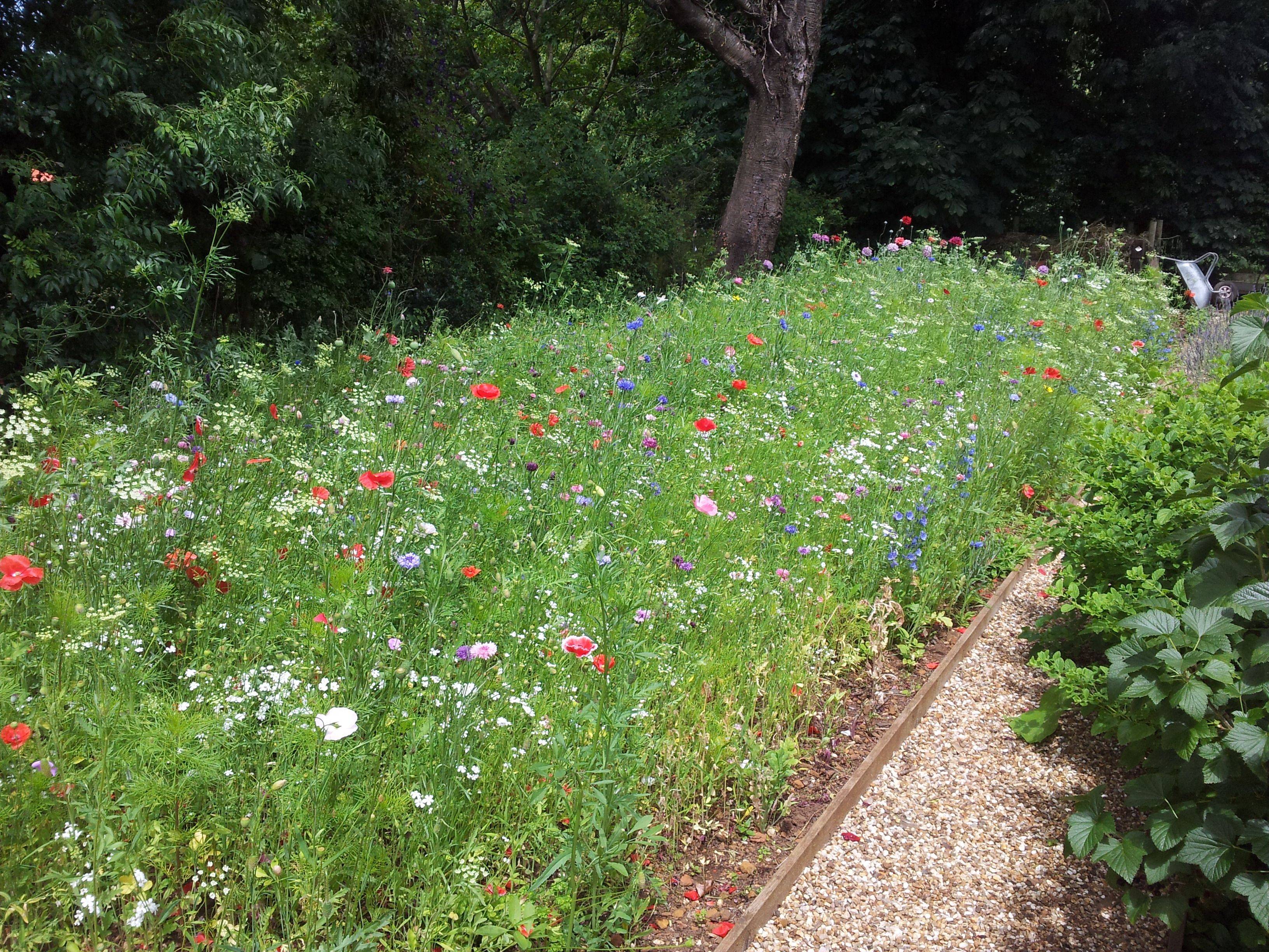 21 Wildflower Meadow Garden Ideas You Should Look | SharonSable