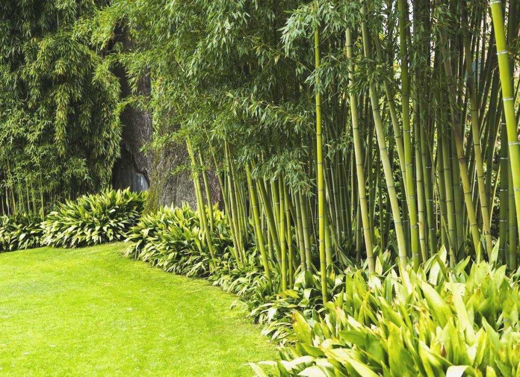 18 Bamboo Garden Design Ideas You Cannot Miss | SharonSable