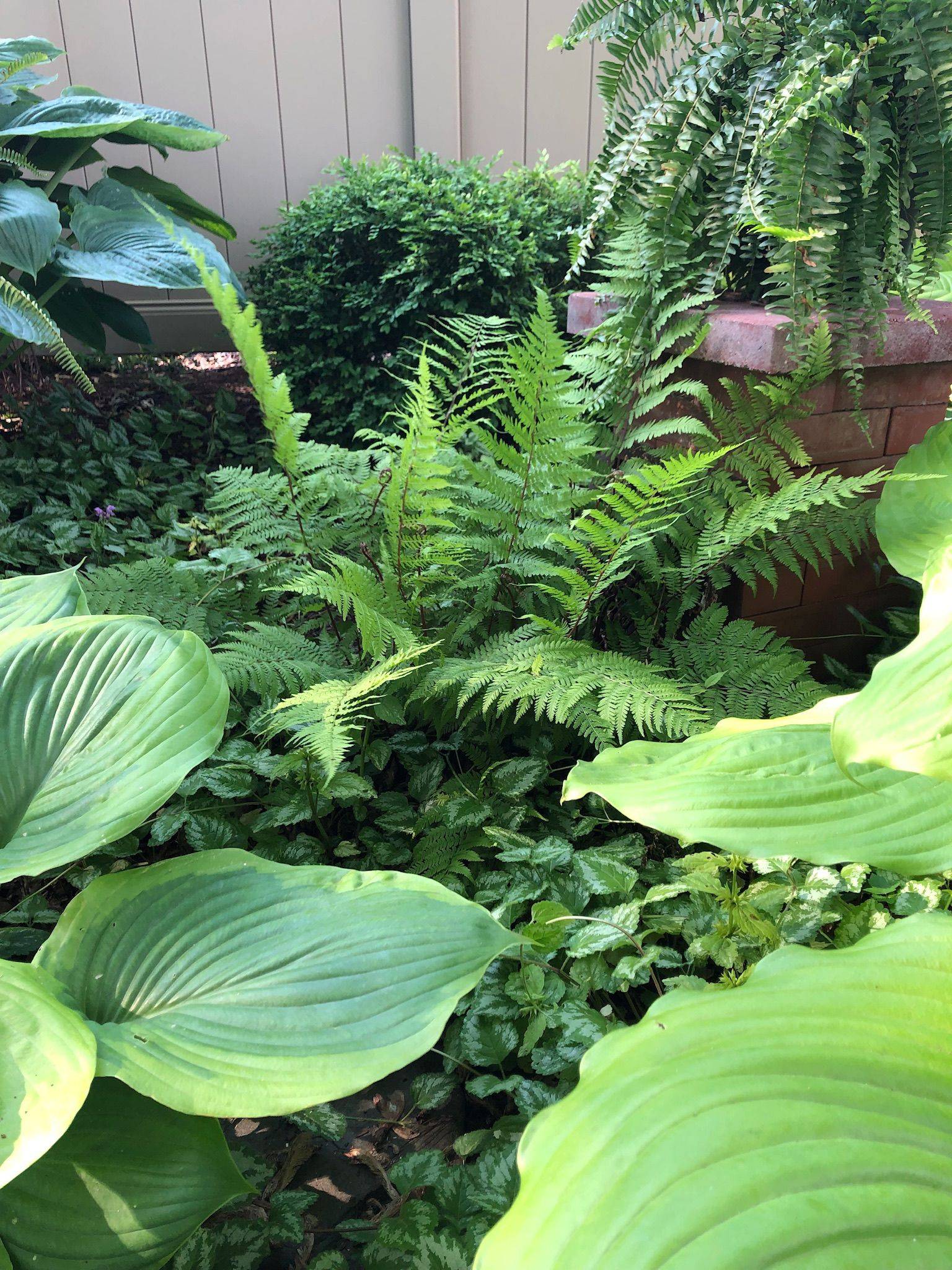 23 Shade Garden Ferns Ideas You Gonna Love | SharonSable