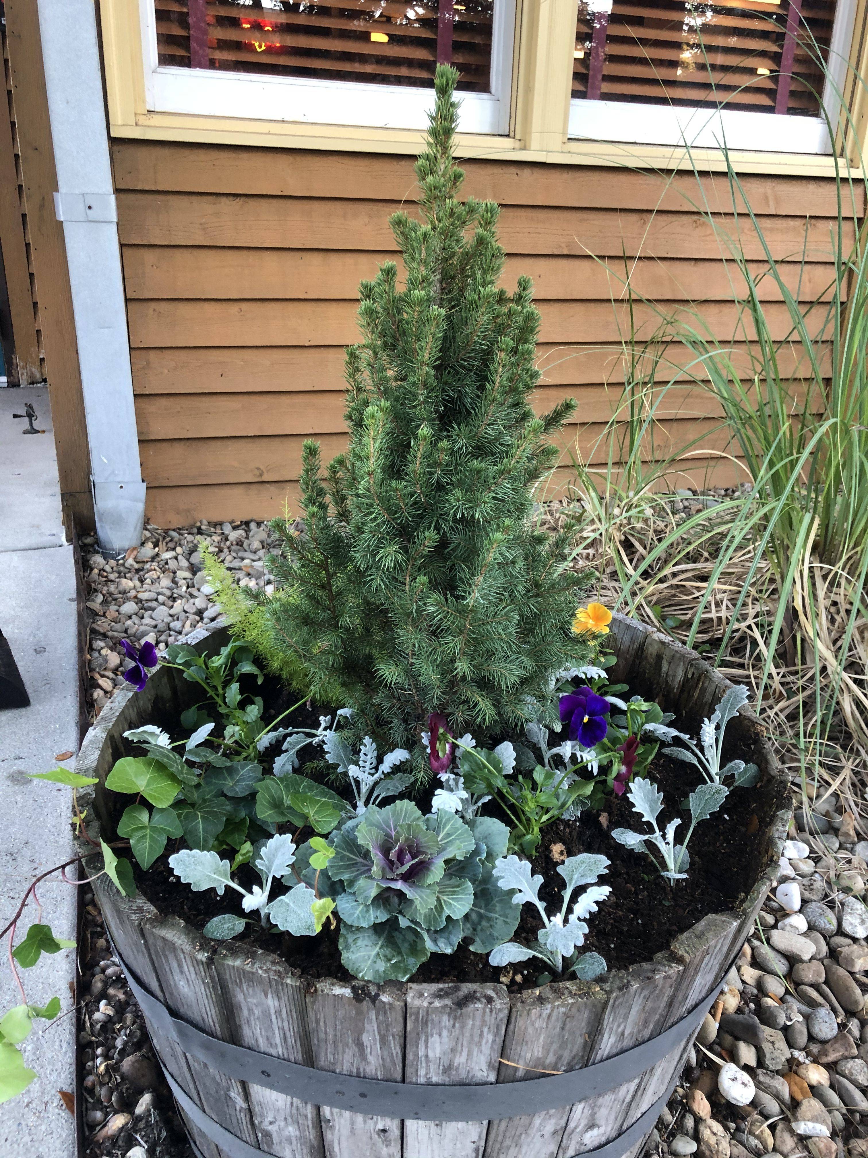 18 Winter Garden Plants Ideas You Gonna Love | SharonSable