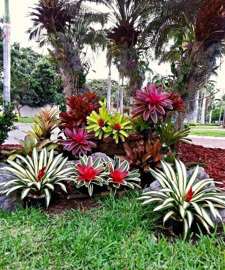 24 Tropical Garden Border Plants Ideas You Must Look | SharonSable