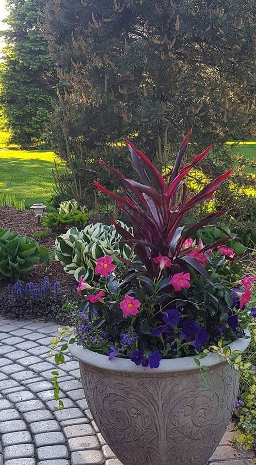 23 Tropical Garden Container Ideas You Must Look | SharonSable