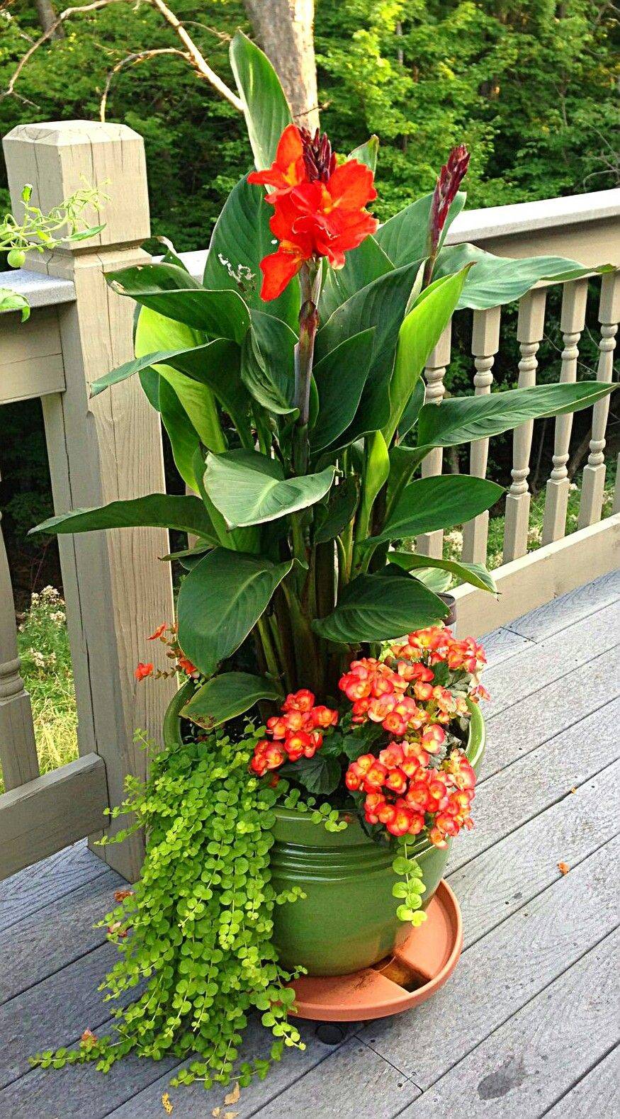 23 Tropical Garden Container Ideas You Must Look | SharonSable