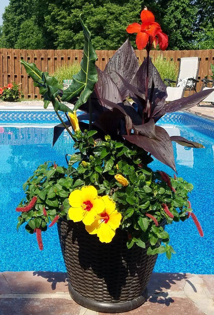 23 Tropical Garden Container Ideas You Must Look | SharonSable