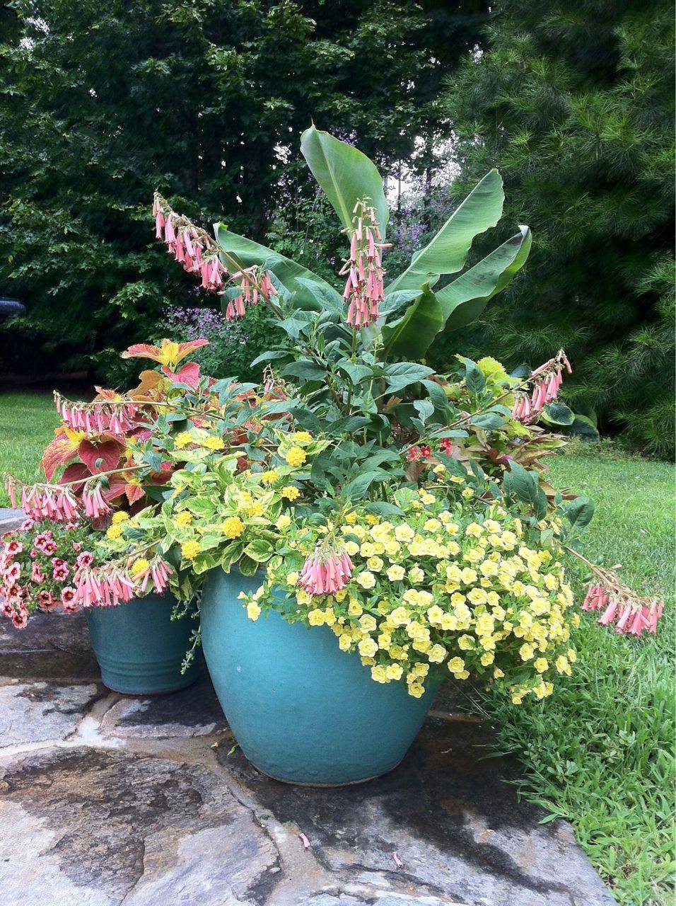 23 Tropical Garden Container Ideas You Must Look | SharonSable