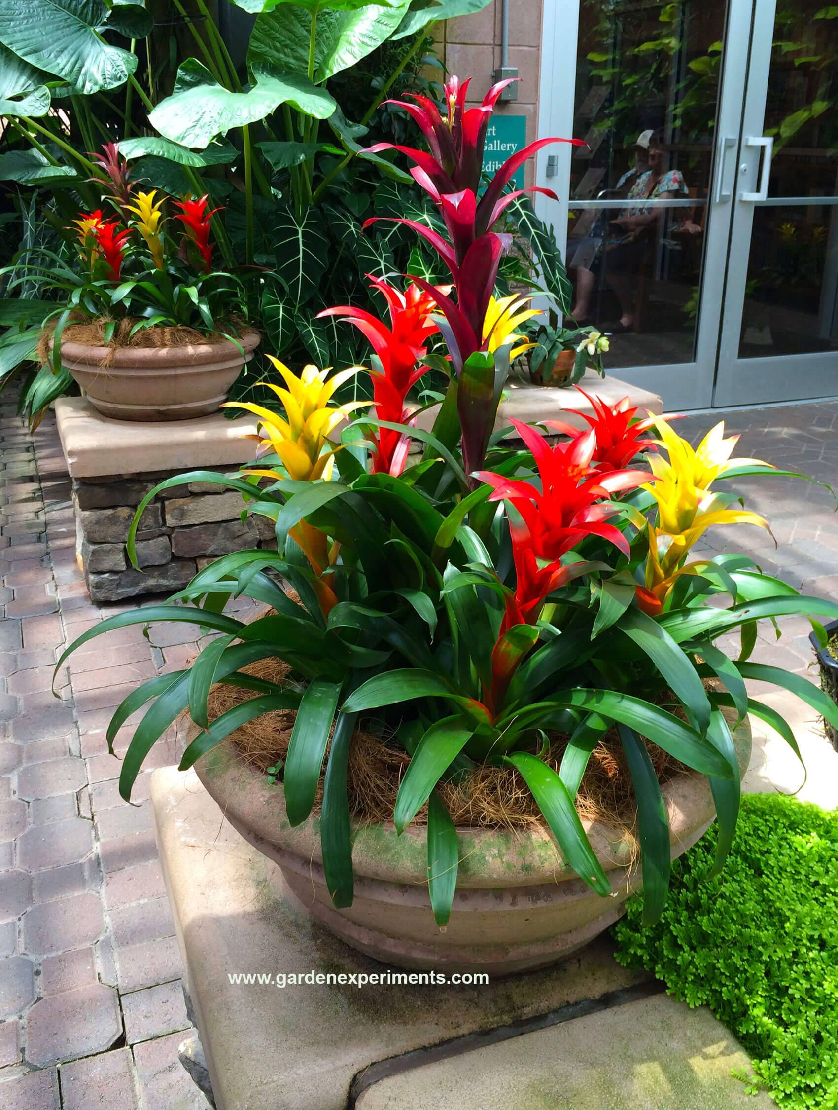 23 Tropical Garden Container Ideas You Must Look | SharonSable