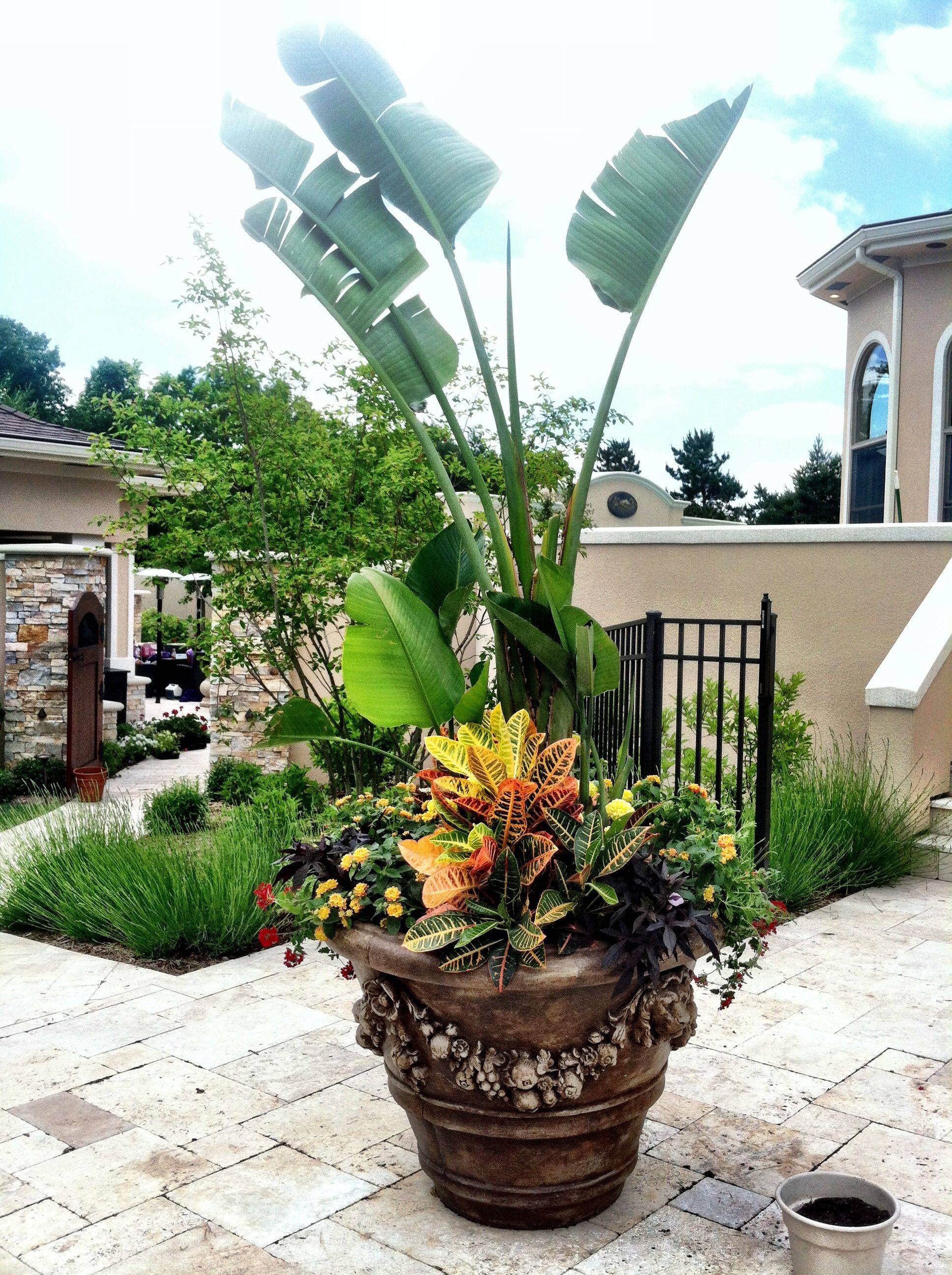 23 Tropical Garden Container Ideas You Must Look | SharonSable