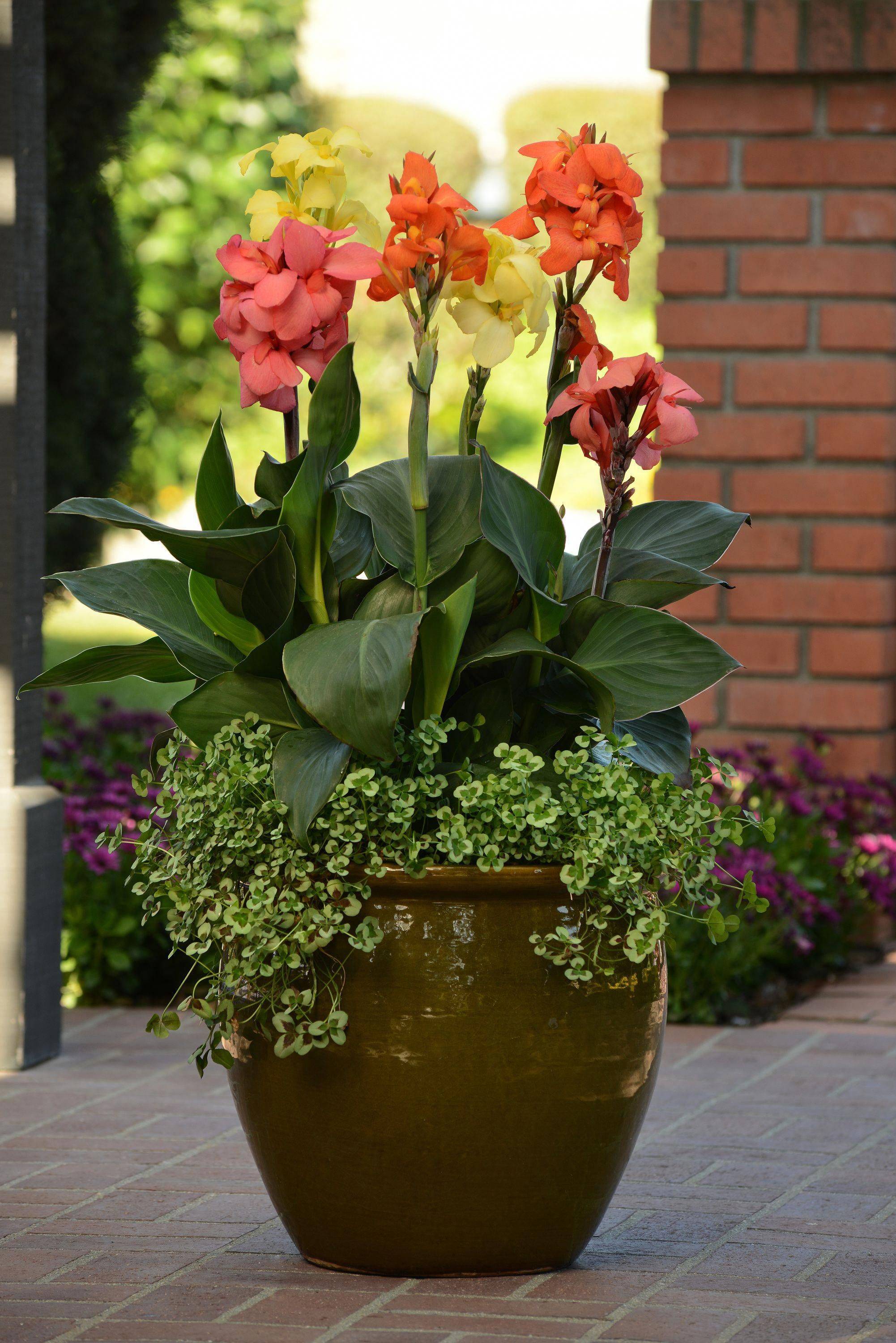 23 Tropical Garden Container Ideas You Must Look | SharonSable