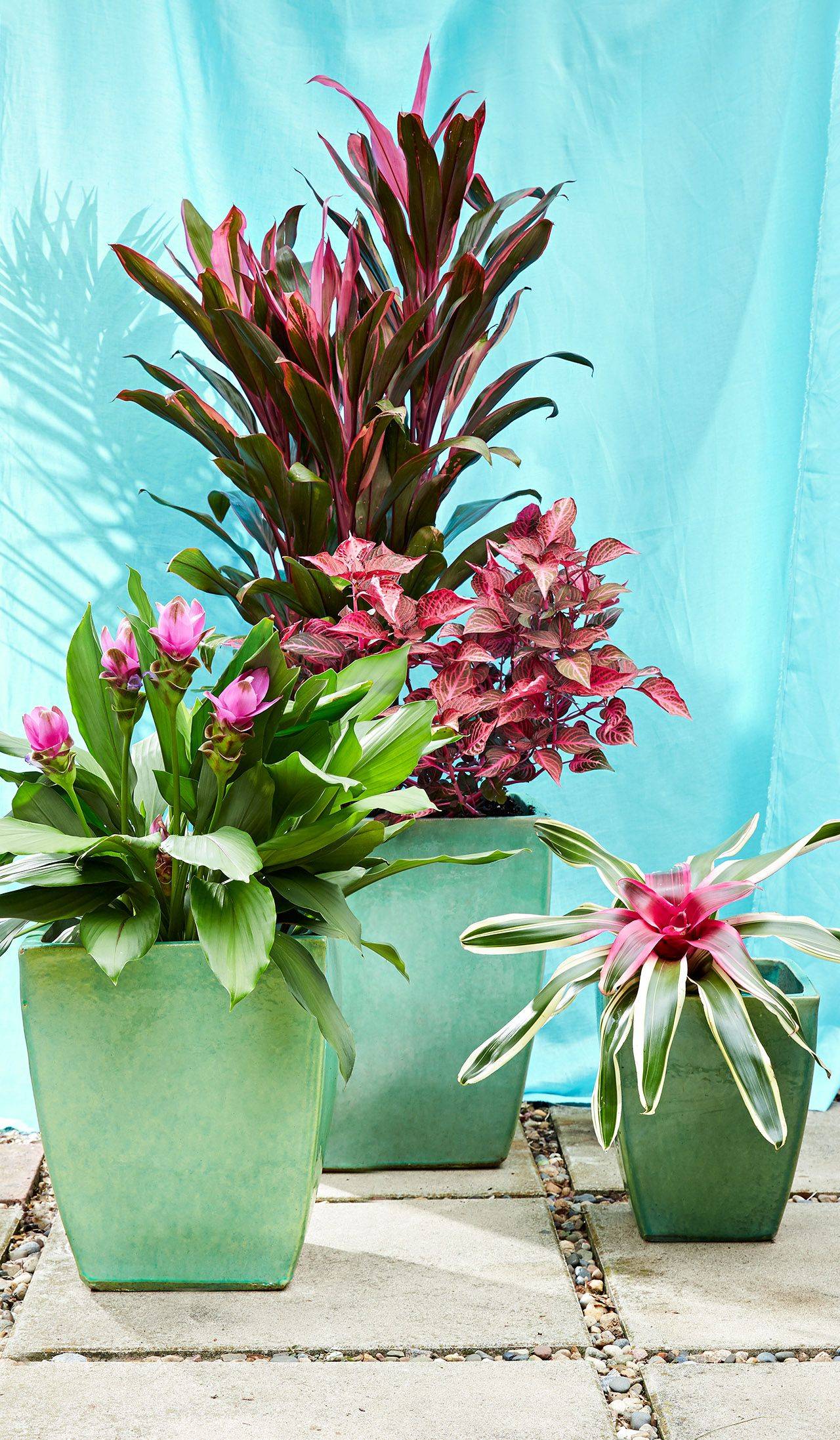 23 Tropical Garden Container Ideas You Must Look | SharonSable