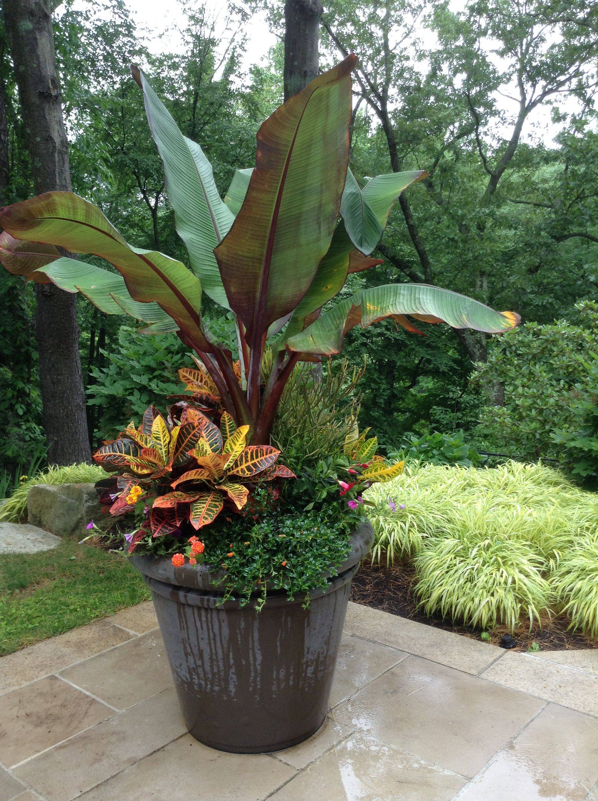 23 Tropical Garden Container Ideas You Must Look | SharonSable