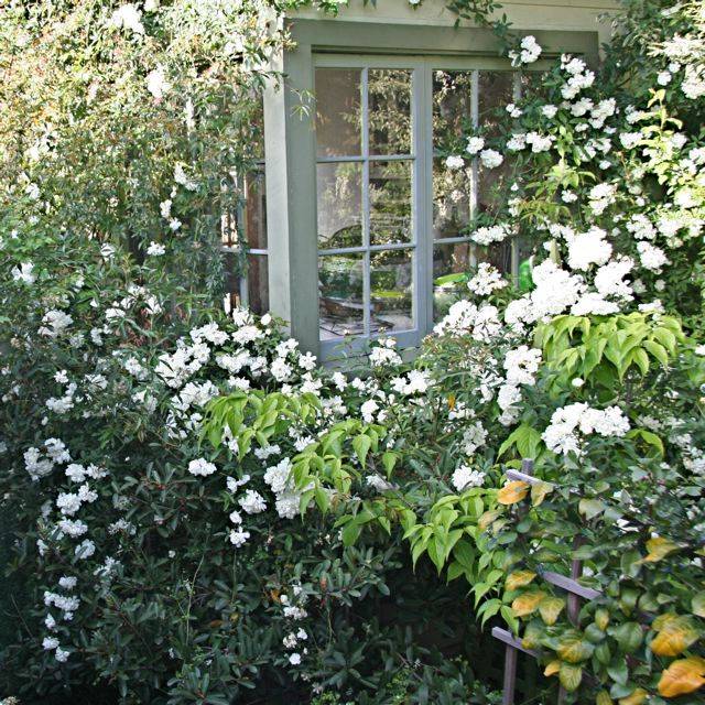 16 All White Garden Ideas You Gonna Love | SharonSable