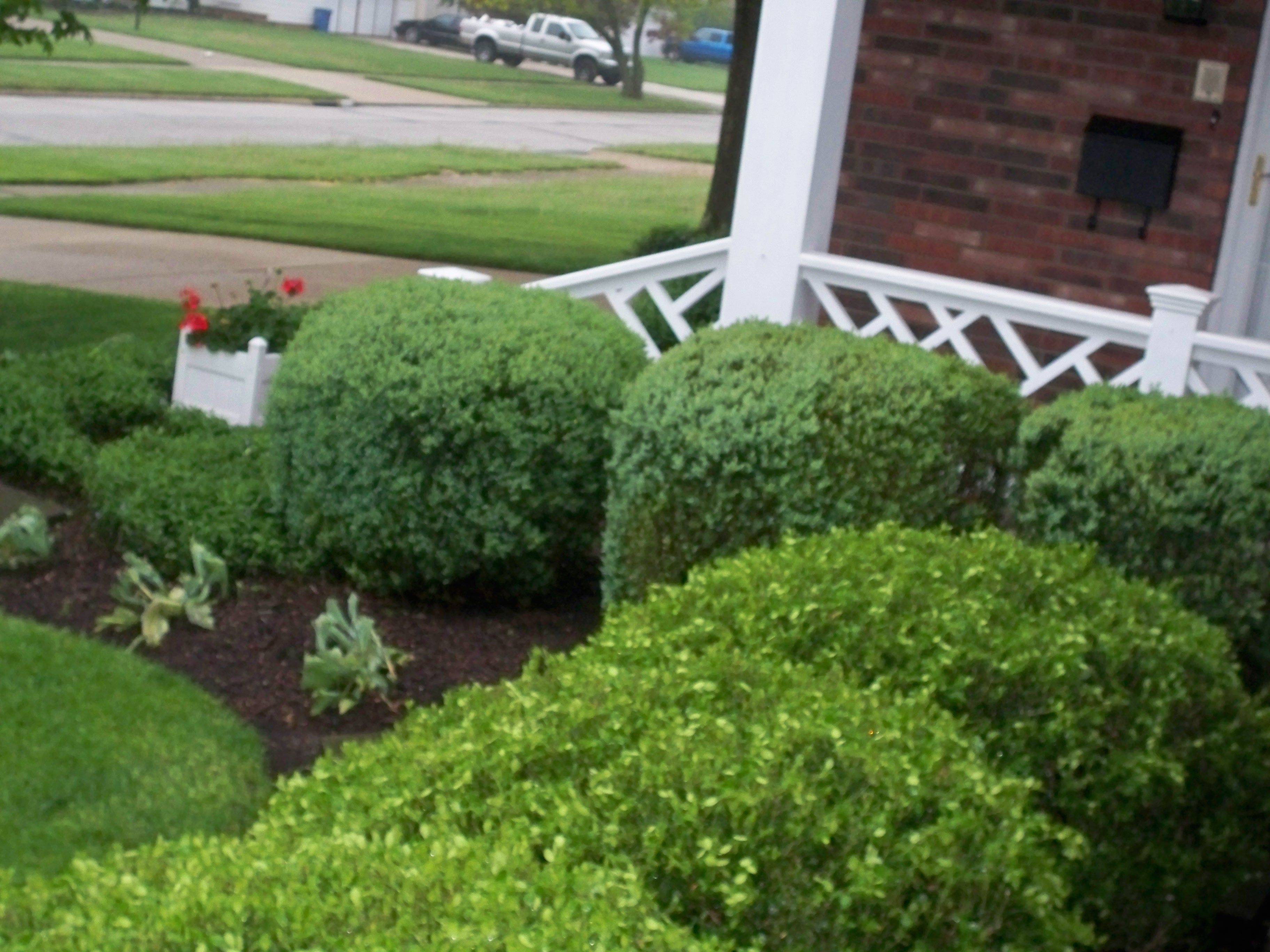 25 Boxwood Landscaping Front Yard Garden Ideas To Try This Year ...