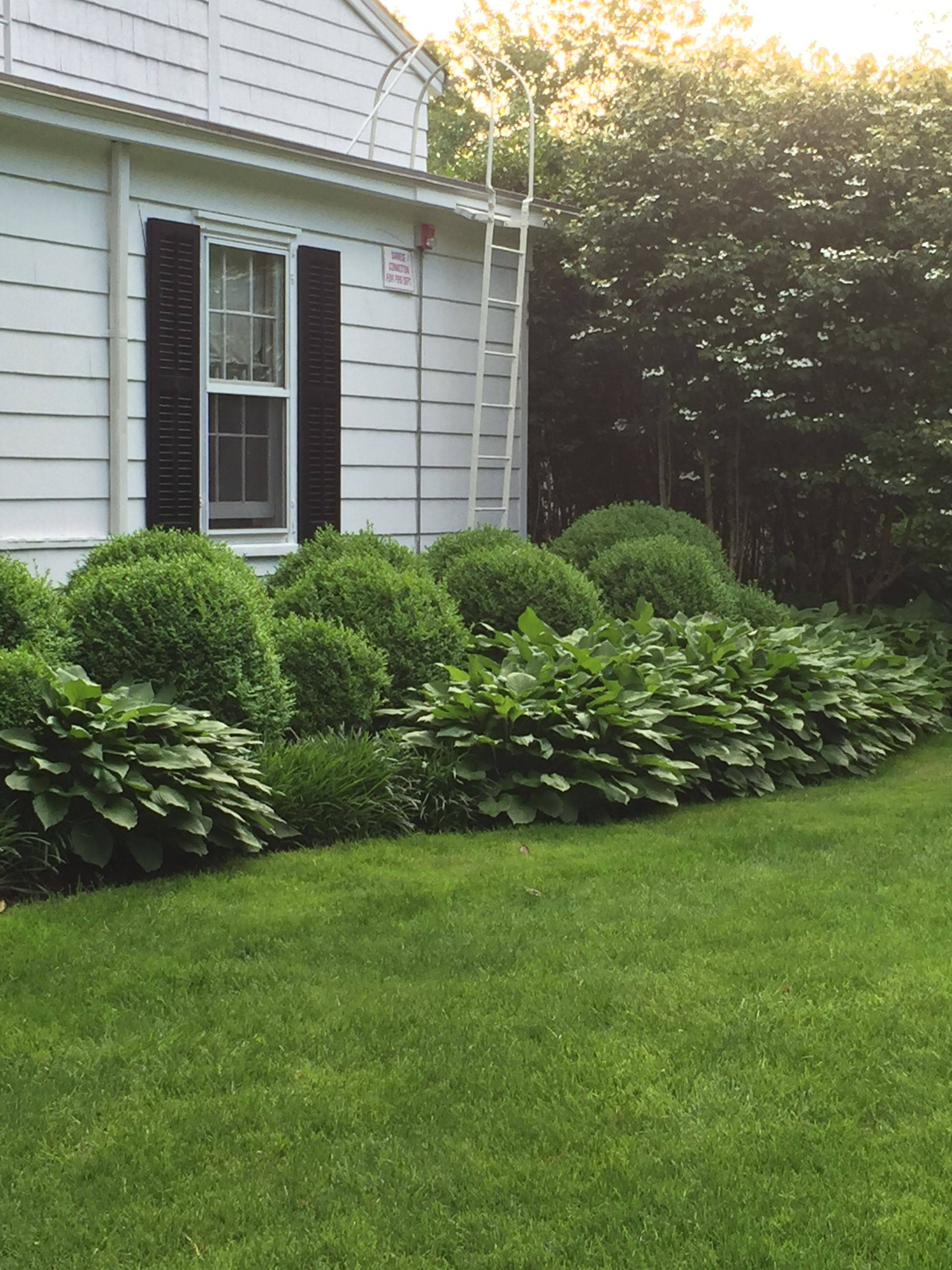 25 Boxwood Landscaping Front Yard Garden Ideas To Try This Year ...