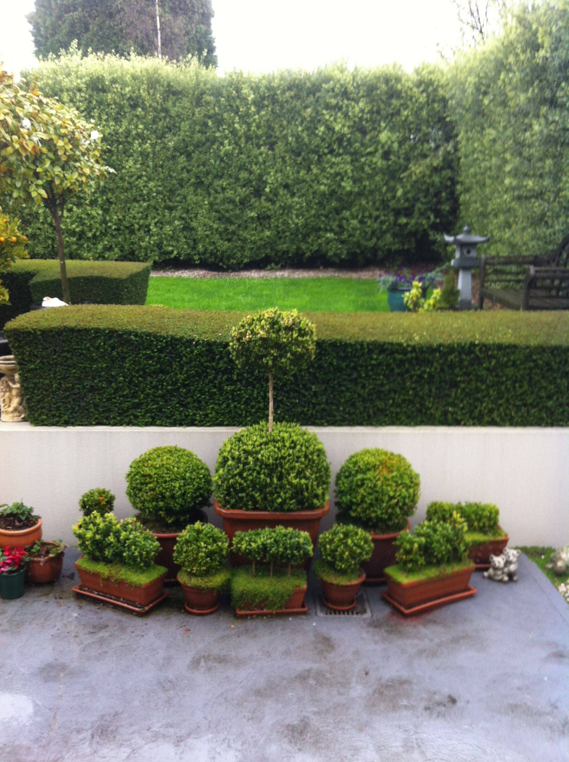 22 Boxwood Hedge Topiary Garden Ideas You Gonna Love | SharonSable