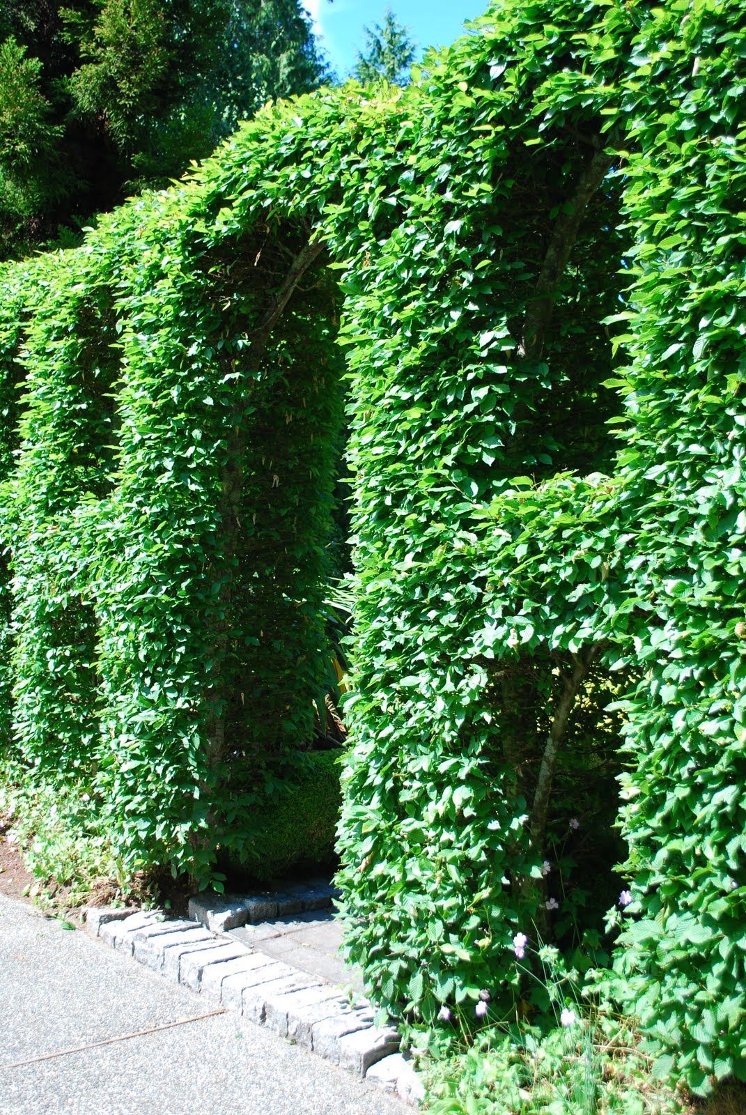20 Fancy Hedges Garden Ideas To Try This Year | SharonSable