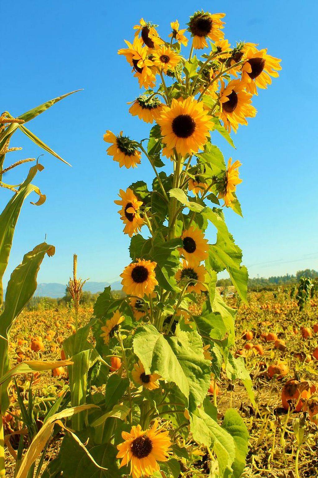 19 Sunflower Garden Ideas You Must Look | SharonSable