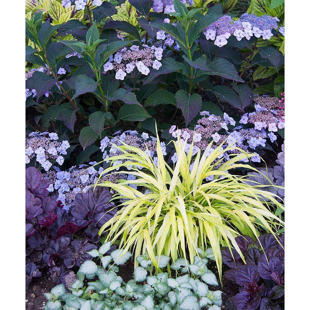 22 Part Shade Perennial Garden Ideas You Should Look | SharonSable
