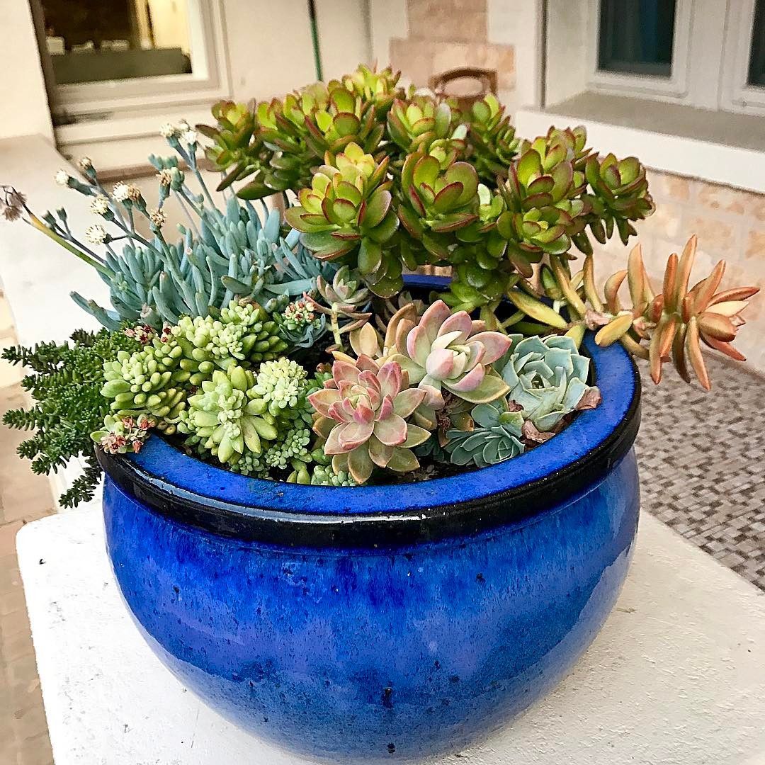 18 Easy Succulent Container Garden Ideas You Must Look | SharonSable
