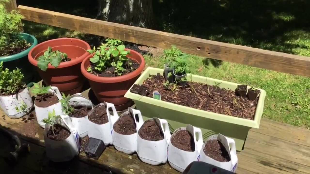 21 Milk Jug Container Gardening Ideas Worth a Look | SharonSable