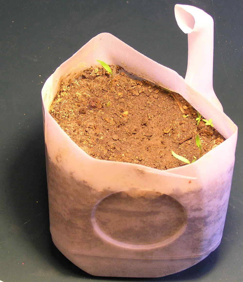 21 Milk Jug Container Gardening Ideas Worth a Look | SharonSable