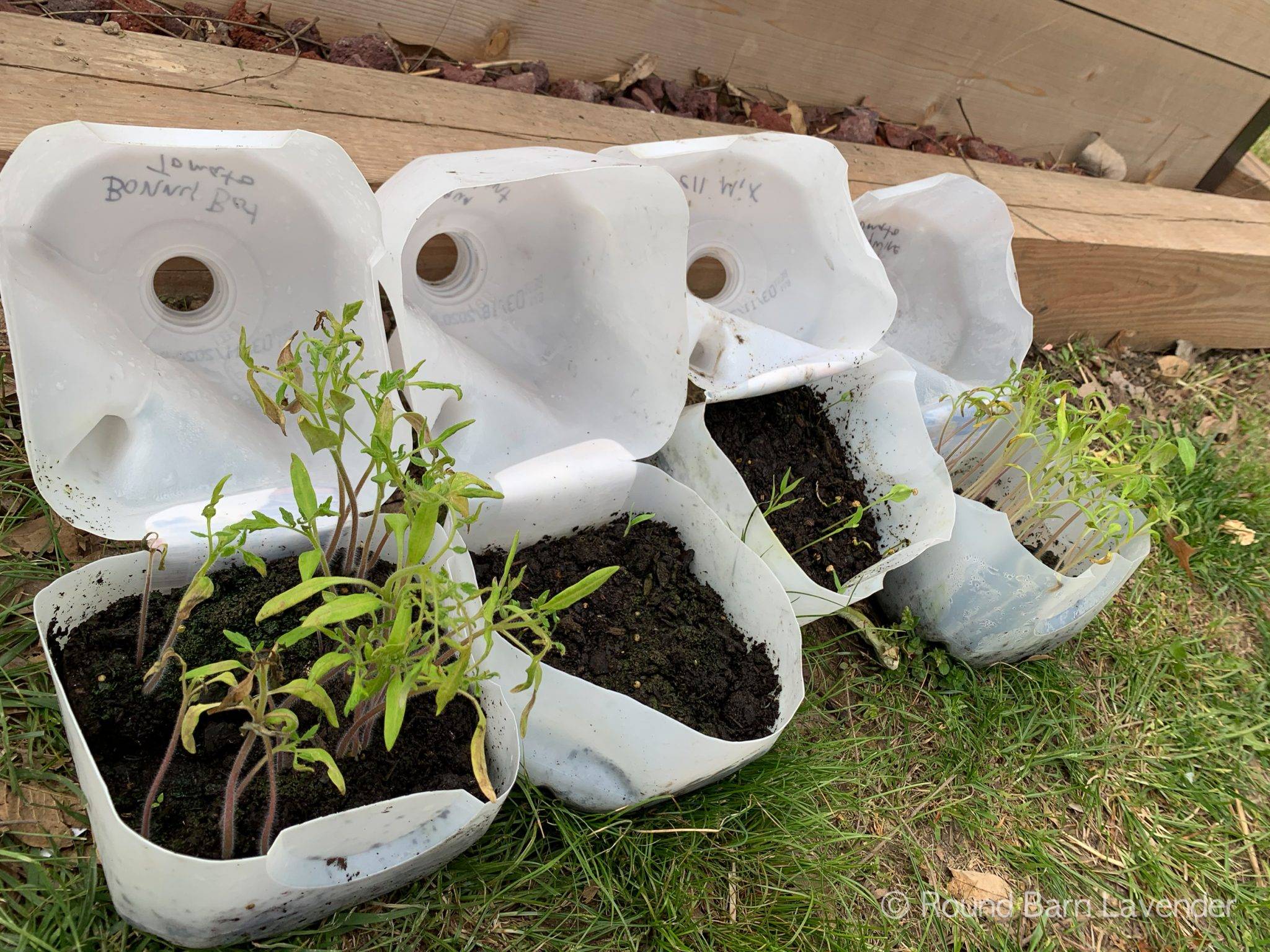 21 Milk Jug Container Gardening Ideas Worth a Look | SharonSable